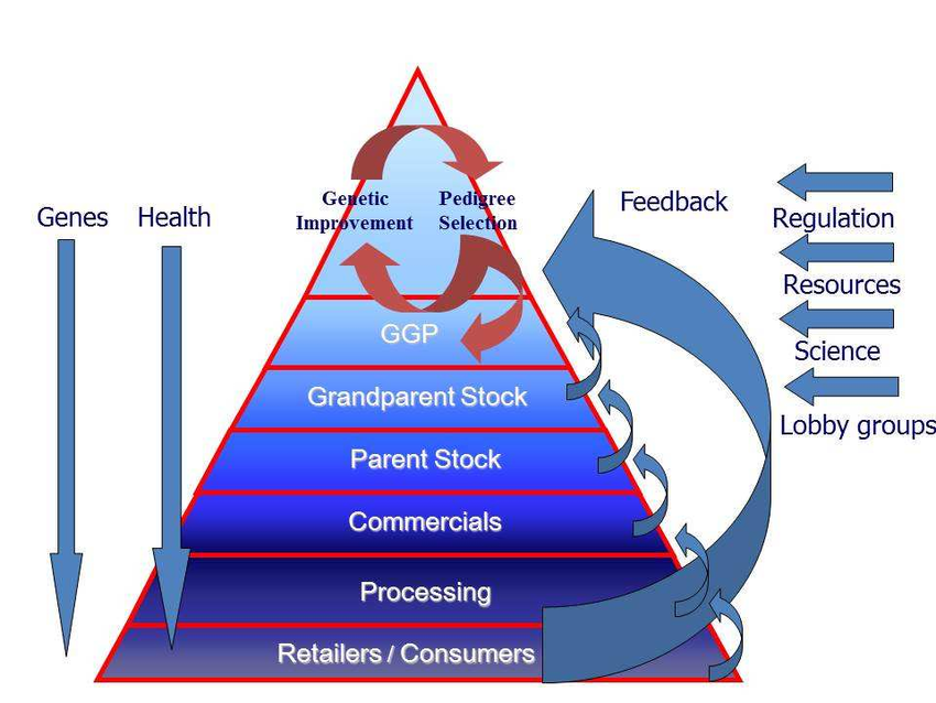 TỪ ĐIỂN CHĂN NUÔI - THÚ Y