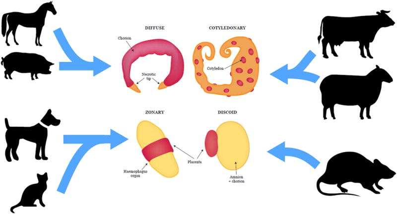 TỪ ĐIỂN CHĂN NUÔI - THÚ Y
